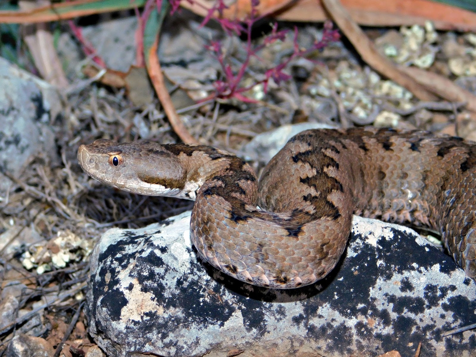 (Paleo-)Herpetología: Vipera latastei - Víbora hocicuda