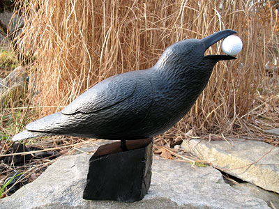 Artwork of Larry Vienneau Jr: Ravens and Crows Love to Steal Golf Balls