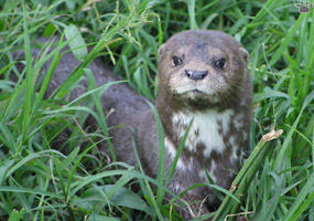 QuestX: Spotted-Necked Otters - The Basics