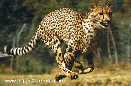 Animal World: Guepardo