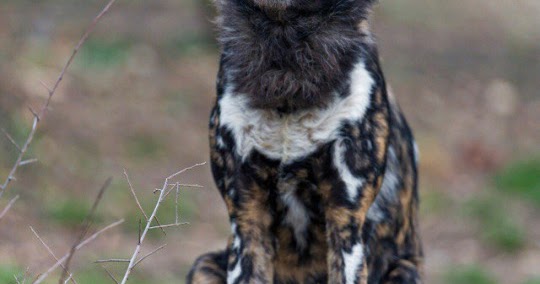 Cup3Tint3: Licaone (Lycaon pictus)