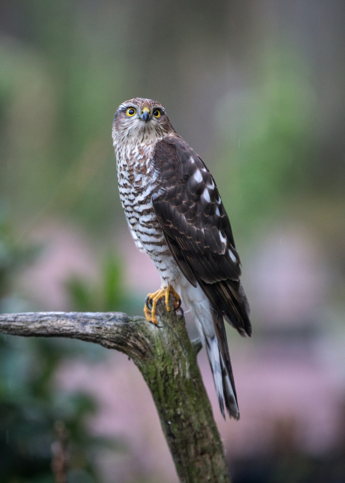 TrogTrogBlog: Sparrowhawk profile