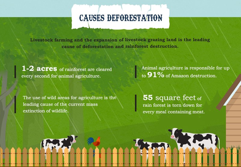 The GREEN MARKET ORACLE: The Environmental Impact of Livestock Farming ...