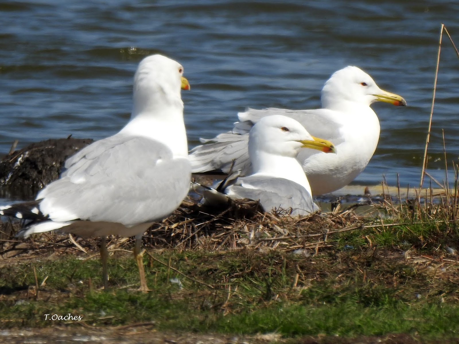 PASARI DIN ROMANIA: PESCARUS PONTIC, Larus cachinnans
