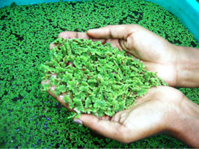 விவசாயி 2015 (vivasaayi 2015): AZOLLA – A Sustainable feed for CATTLE ...