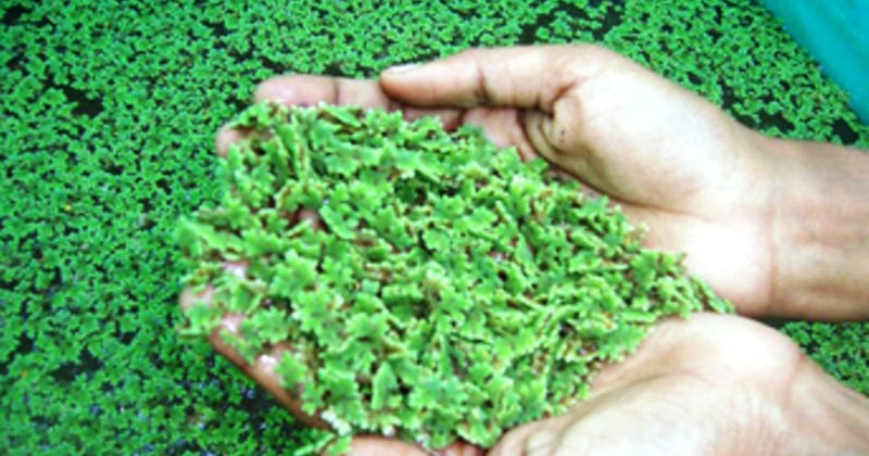 விவசாயி 2015 (vivasaayi 2015): AZOLLA – A Sustainable feed for CATTLE ...