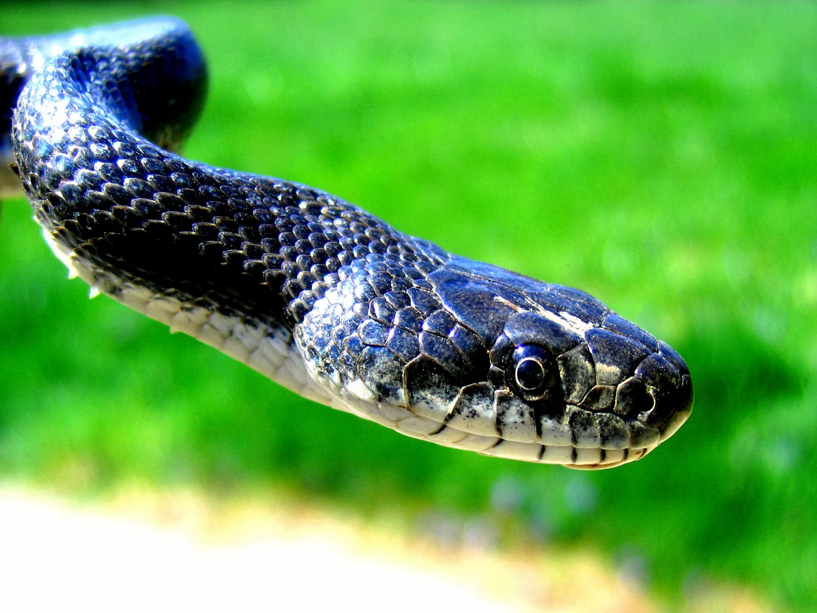 Snake wallpapers hd | Google HD images