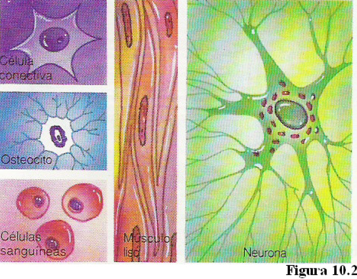 La celula: La Célula