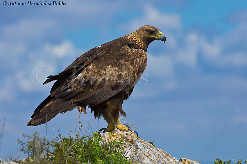 Fotografia de Vida Salvaje - Wildlife Photography: AGUILA REAL (aquila ...