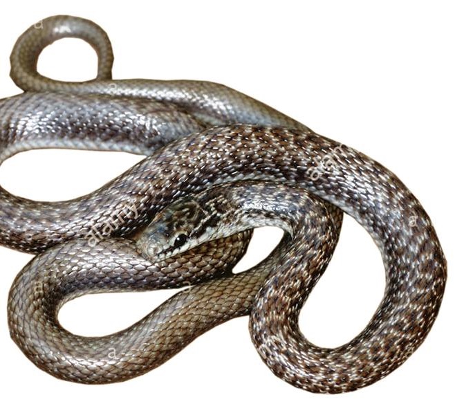 Species New to Science: [Herpetology • 2017] Back from the Dead ...