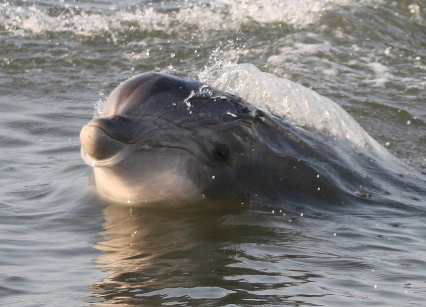 The Biggest Animals Kingdom Discovery: | Harbor Porpoise