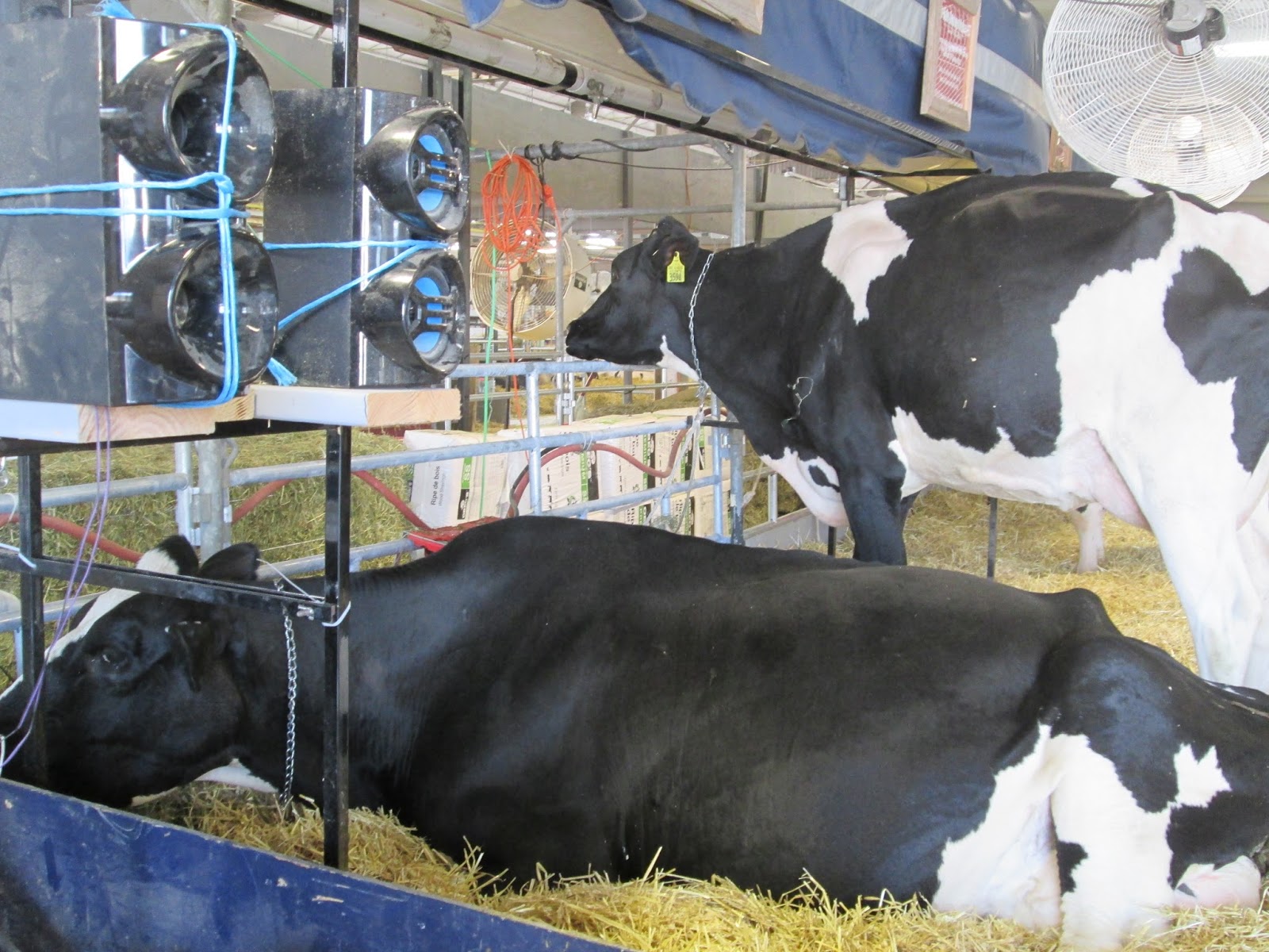 Empire State Farming: New York State Fair 'One Thing' Series -- Today's ...