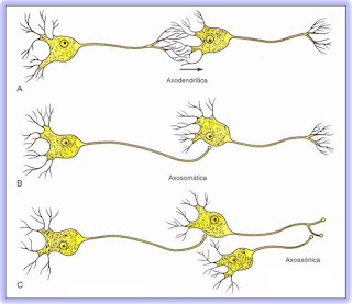Sinapsis ~ Biopsicosalud