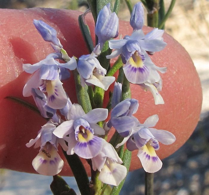 Esperance Wildflowers: Hybanthus floribundus subsp. floribundus ...