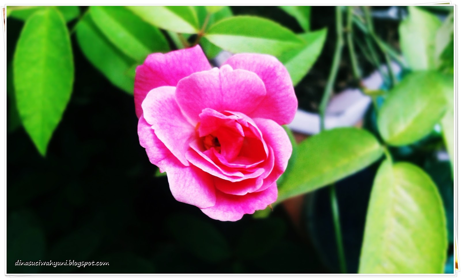 JENIS DAN NAMA - NAMA BUNGA (TANAMAN HIAS " BUNGA CANTIK") | JDSK