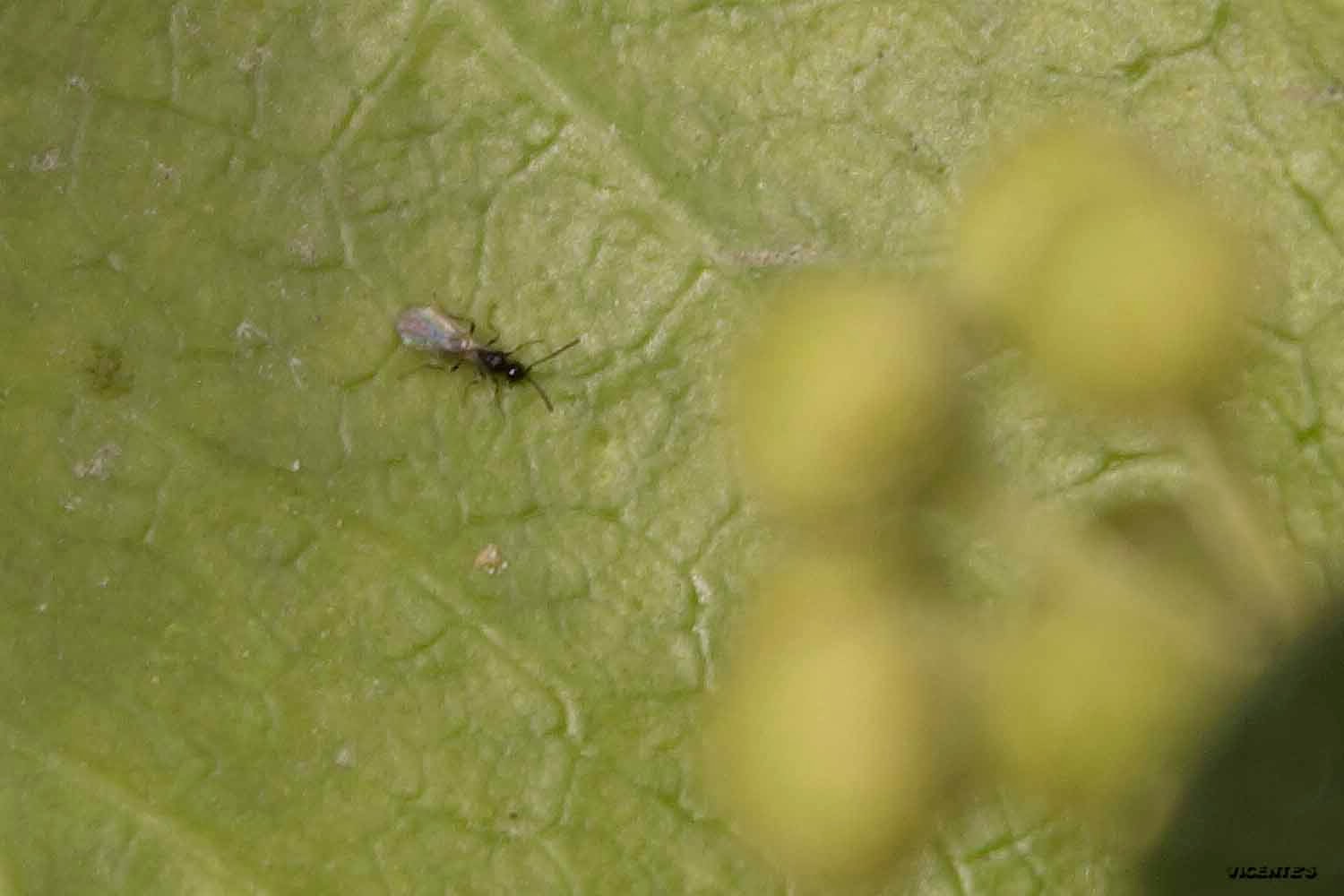 Fauna silvestre de Hormaza: Cotesia glomerata