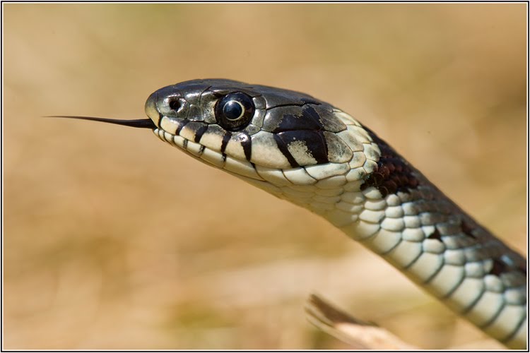 TOM DYRING WILDPHOTO / NN: mai 2011