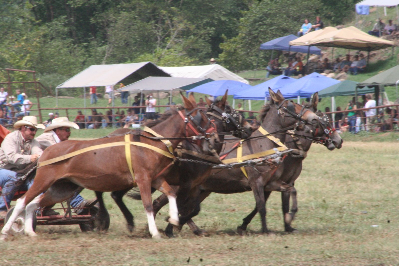 PairADice Mules: National Championship Chuckwagon Races 4Up Mules