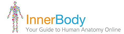 Educational Technology Guy: InnerBody - Human Anatomy and Physiology ...