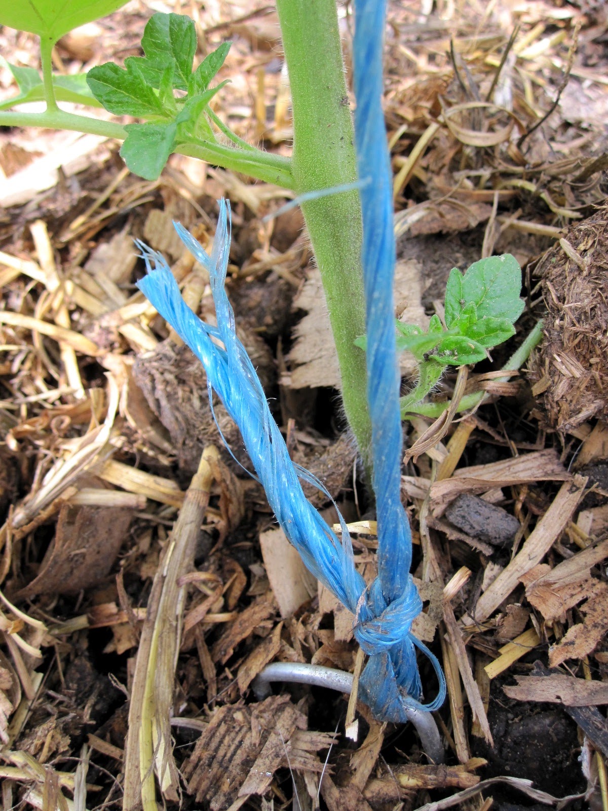 Fi's growing, gardening and design: Cordon tomatoes - an experiment