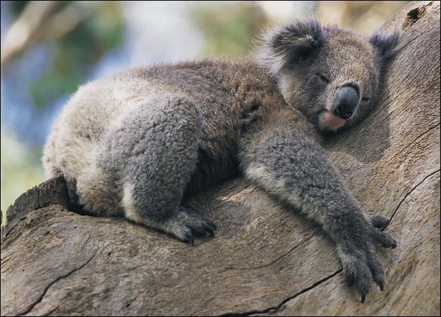 WHAT IS A KOALA? |The Garden of Eaden