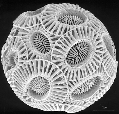 Future Urban Networks: EMILIANIA HUXLEYI - A SMALLER STRUCTURE