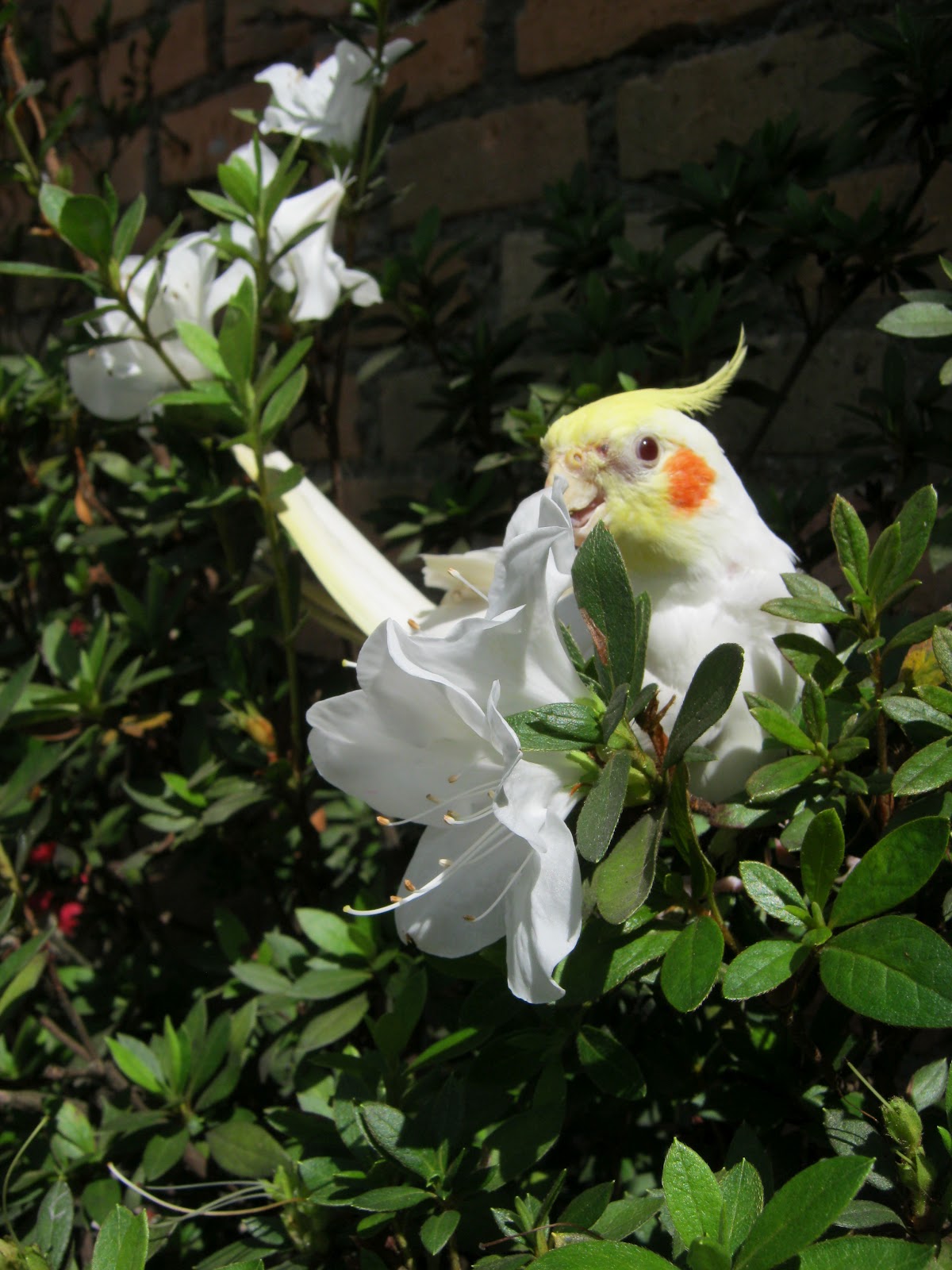 MI MASCOTA FAVORITA: Aves Ornamentales Tiernas