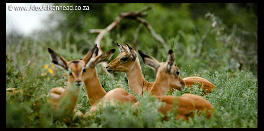 Kruger National Park Impala babies – Alex Aitkenhead