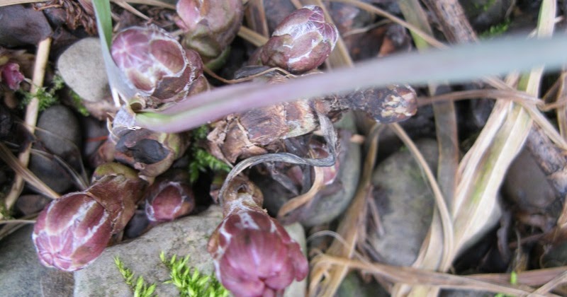 Plants and Stones: Delights Of Early Spring