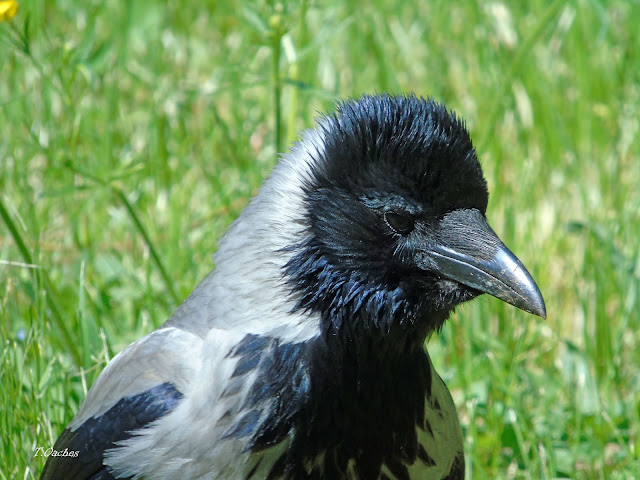 PASARI DIN ROMANIA: CIOARA GRIVA, Corvus cornix