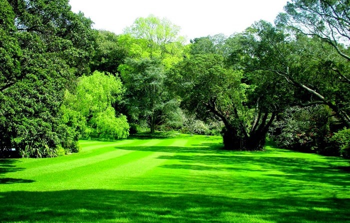 Terapi Warna Hijau | Seri Pinang