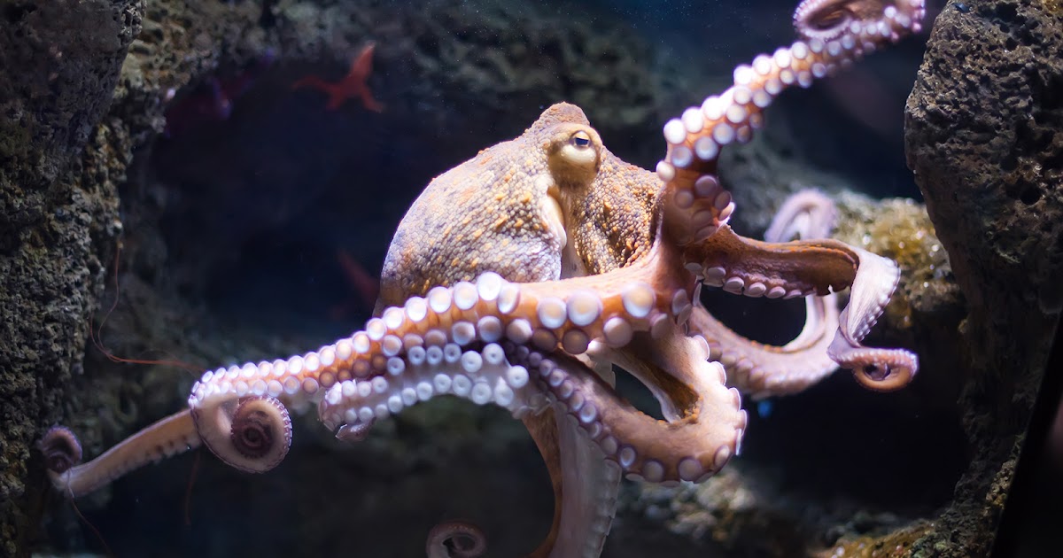 10 kafshët & shpendet më të zgjuara