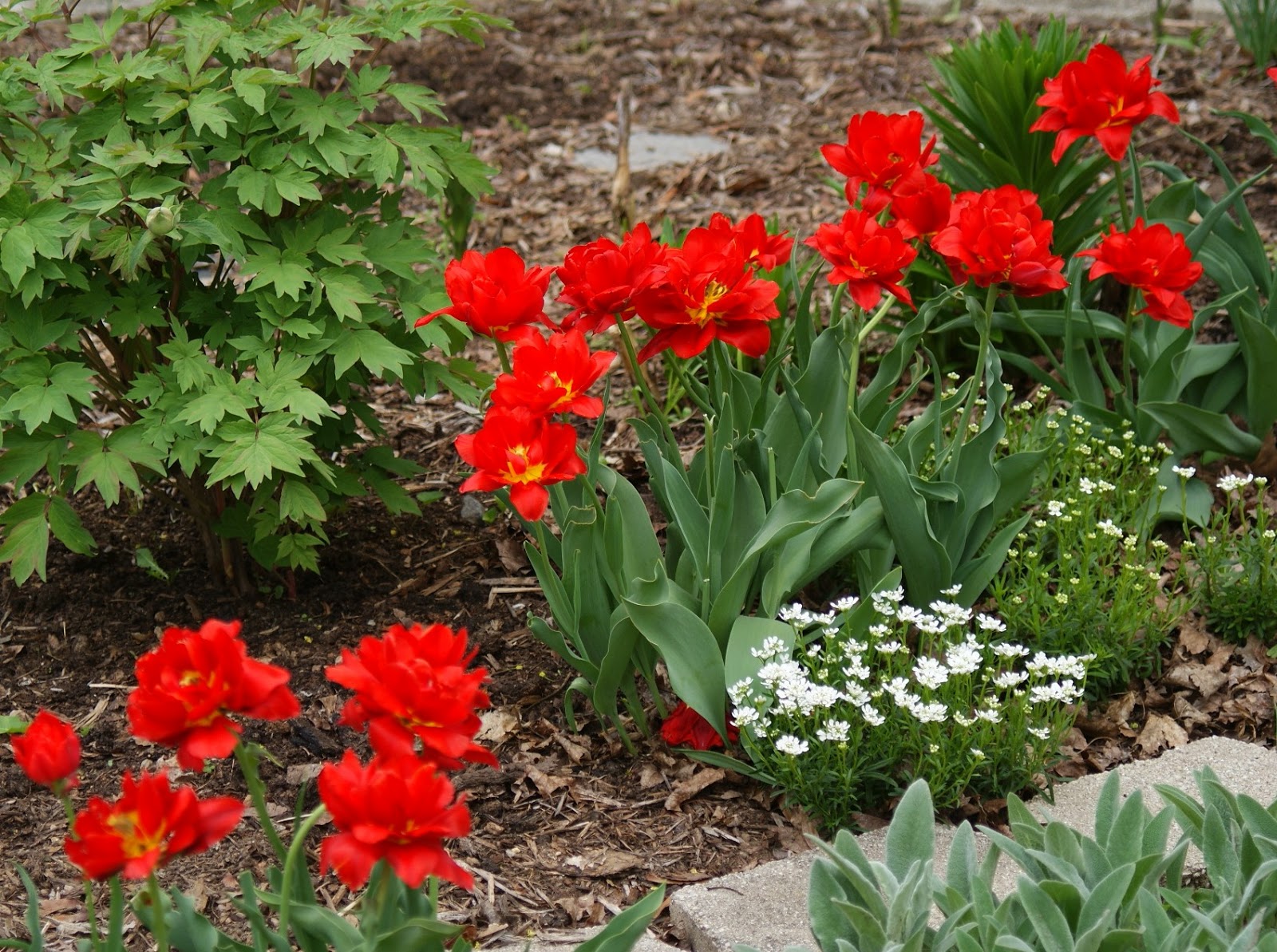 Visit My Garden: Plants in the Garden