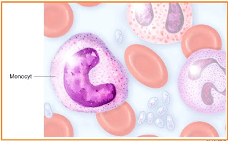 BIOLOGI GONZAGA: TUGAS LATIHAN SISTEM SIRKULASI