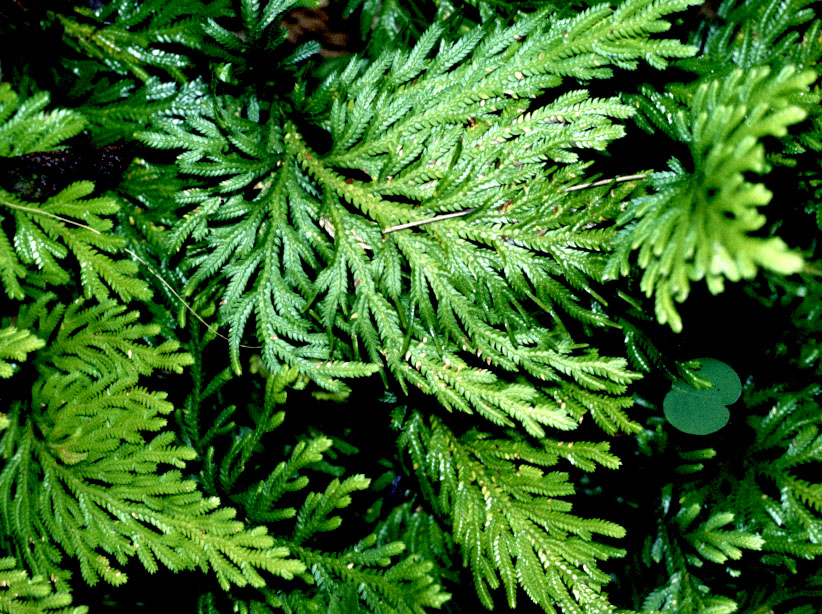 The Biggest Plant Dictionary: Selaginella Plana
