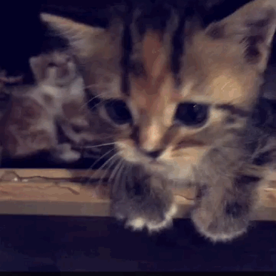 Gifs de Gatos: Gif Gatinho muito curioso