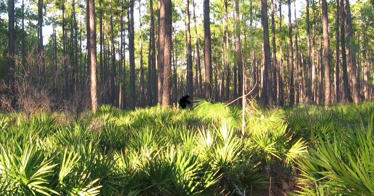 Skunk Ape Seen in Florida? ~ The Crypto Crew
