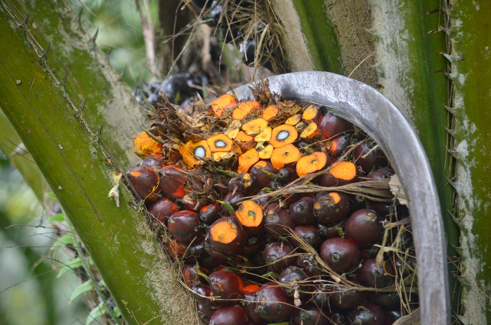 The Kambatik Park, Bintulu.: Harvesting ripe oil palm fruit bunch