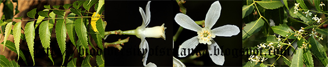 Biodiversity of Sri Lanka: කොහොඹ[Kohomba]/Neem/Margosa(Azadirachta indica)