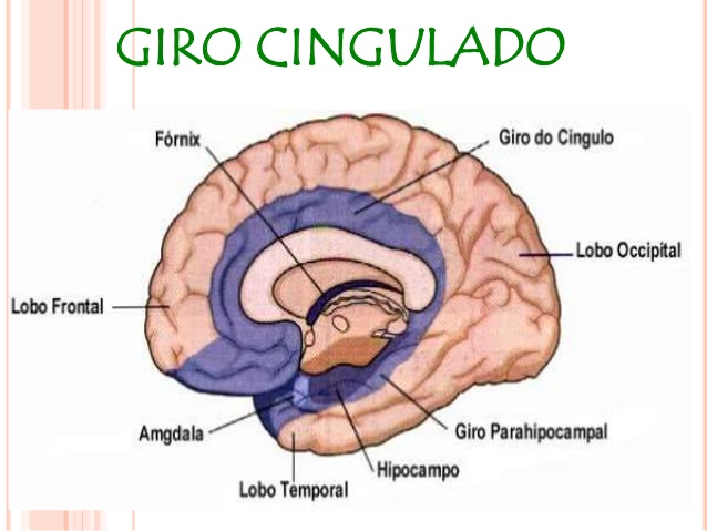 Emoção e Atenção: O QUE É O MEDO?