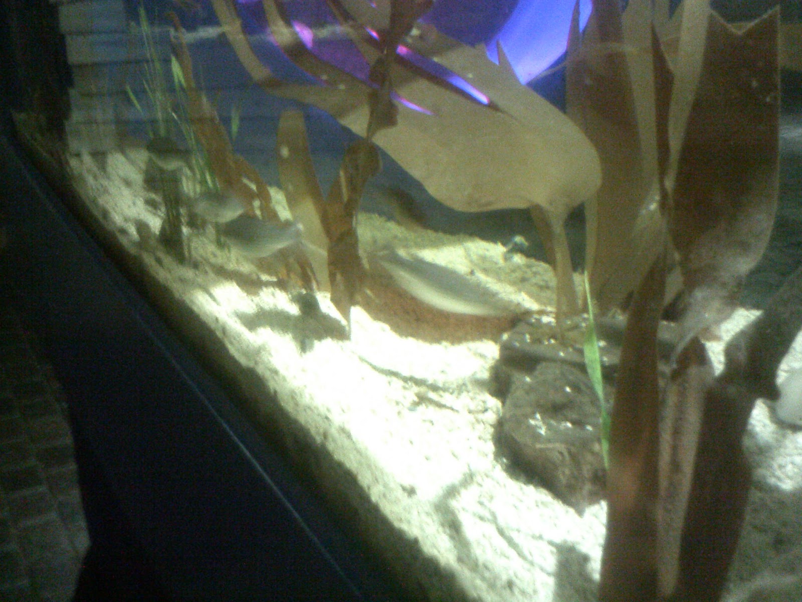 wigton physics: Refraction in the fish tank