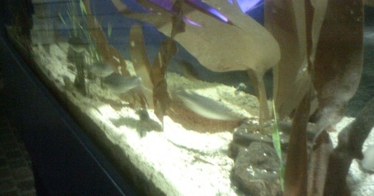 wigton physics: Refraction in the fish tank