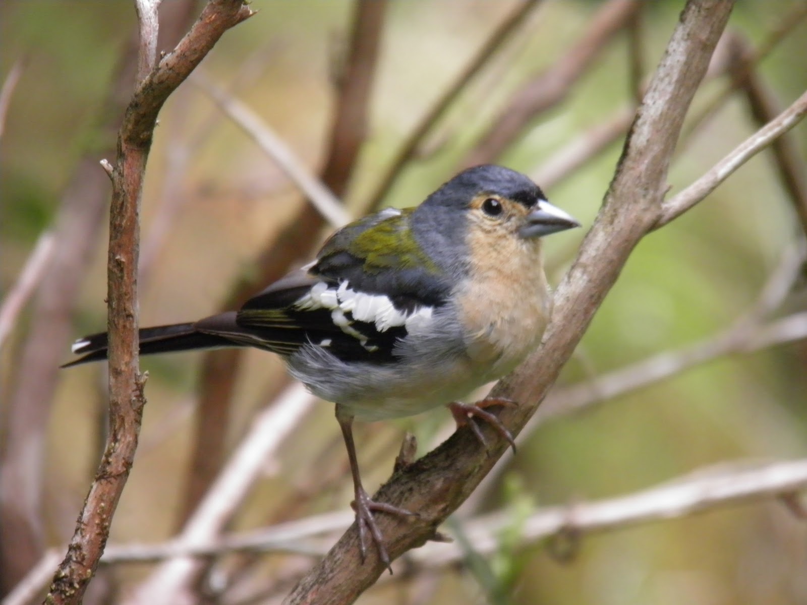 Natureza-em-movimento: Tentilhão macho - Fringilla coelebs maderensis