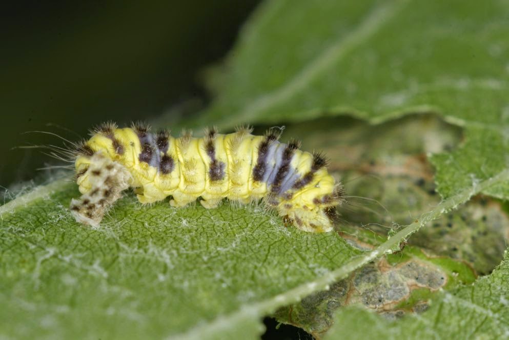 Xtremehorticulture of the Desert: Concord Grapes Ravaged by Skeletonizers