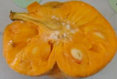 The Earth of India: All About Lakoocha in India