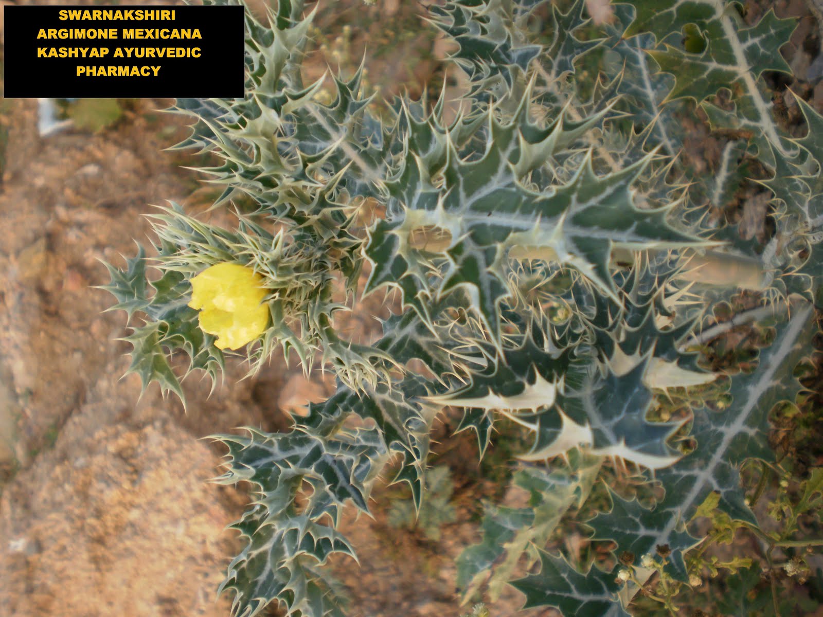 Green petals: September 2011