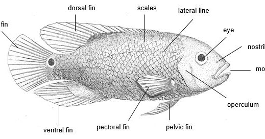 PRT 3004 Group 4 Life Cycle And System Of Tilapia prt-3004-group-4-life-cycle-and-system-of-tilapia