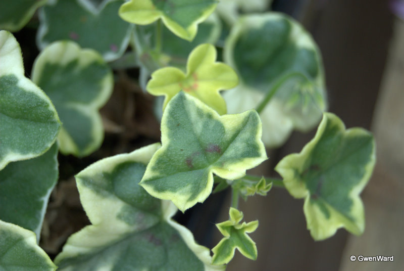PERFECT PELARGONIUMS: Jip's Twink - A charming miniature Ivy Leaf ...