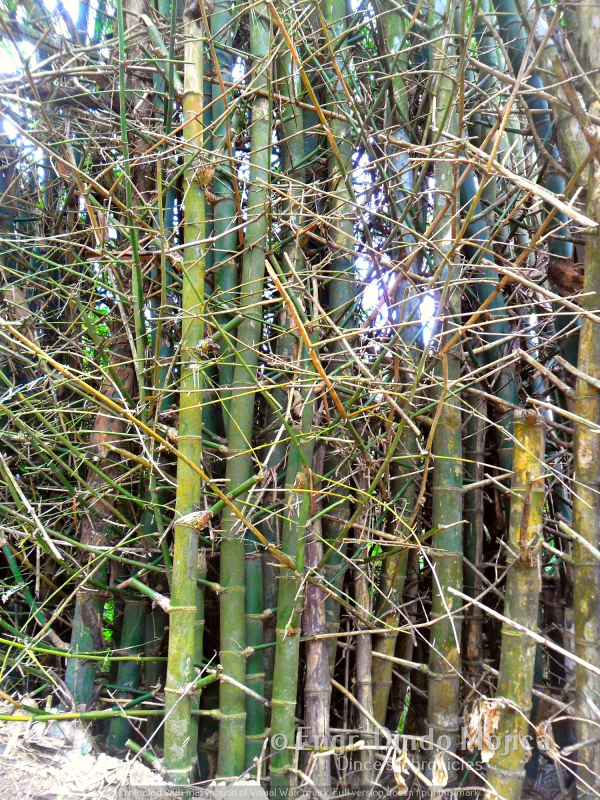 Dince's Chronicles: May 2017