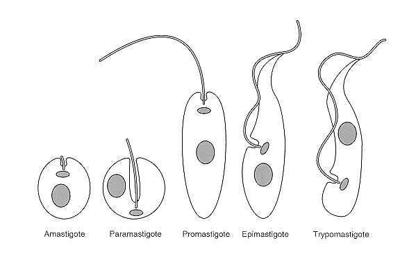 Infection Landscapes: Trypanosomiasis Part 1: Sleeping Sickness